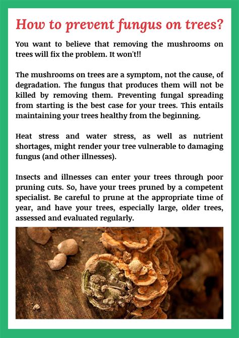 Efficient Ways To Kill Fungus On Tree Stump