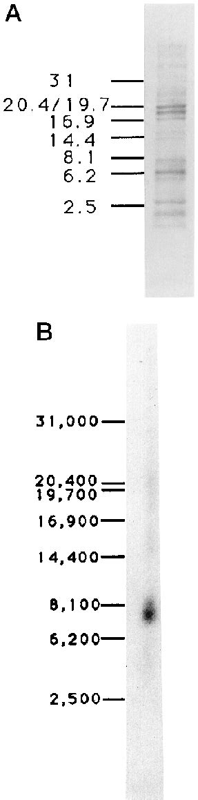 Cyanogen Bromide Cleavage Of Carrier And Photoaffinity Labeled Ap 2 C Download Scientific