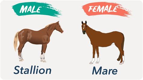 Male And Females Of Animals Masculine And Feminine Gender Of Animals