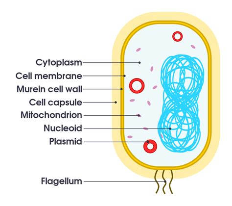 Difference Between Spore And Vegetative Cell Compare The Difference