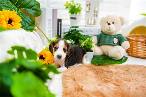 비글분양 사랑스러운 애기 강아지 요요 웰시코기분양 프렌치불독분양 보스턴테리어분양 이탈리안그레이하운드분양 베들링턴테리어분양 셔틀랜드쉽독분양 코카스파니엘분양 퍼그분양 비글