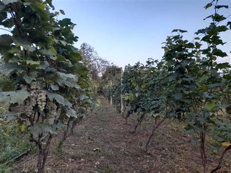 სოფლის მეურნეობა