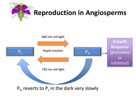 Ppt Reproduction In Angiosperms Powerpoint Presentation Free