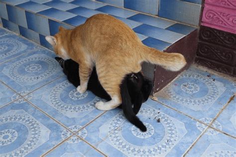 Thousand Cat Sex Royalty Free Images Stock Photos Pictures Shutterstock