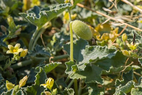 Exploding Seeds Create A Seed Explosion Device