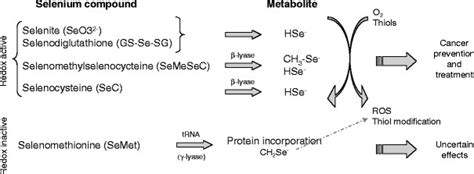 Redox Cycling Of Selected Selenium Compounds And Metabolites Download Scientific Diagram
