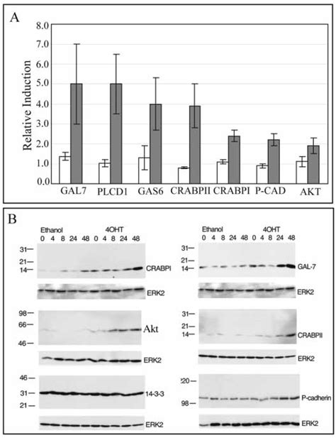 Validation Of The Microarray Results A Real Time Pcr Analysis Of