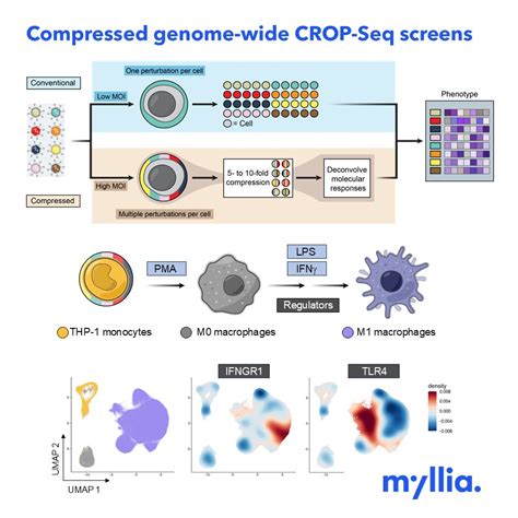 Crispr Cropseq Perturbseq Compressedscreening Singlecellgenomics Macrophages