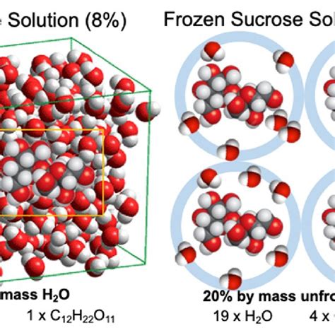 A Schematic Illustration Of Maximum Freeze Concentration In Sucrose Download Scientific Diagram