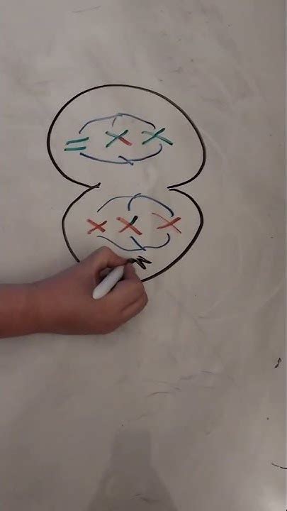 Prophase And Metaphase 2 Ib Bio Meiosis Project Youtube