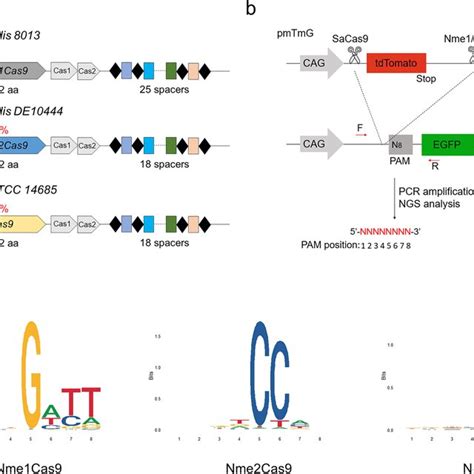 Pam Identification By Pam Dose A Schematic Showing The Crispr Cas Loci Download Scientific