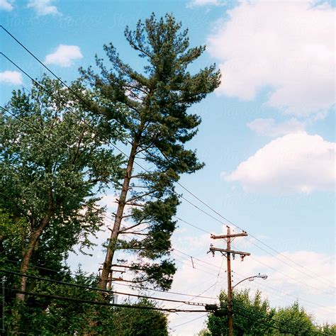 Tree Leaning Over Power Lines By Stocksy Contributor CWP LLC Stocksy