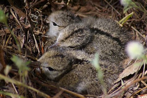 Dipper Nest Background Images Hd Pictures And Wallpaper For Free Download Pngtree