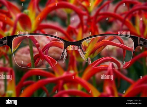 Colorful View Of Red Tulips Focused In Womens Glasses View Through Eyeglasses Better Vision