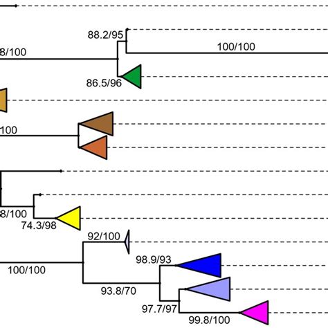Maximum Likelihood Phylogenetic Condensed Tree Calculated Using Aligned