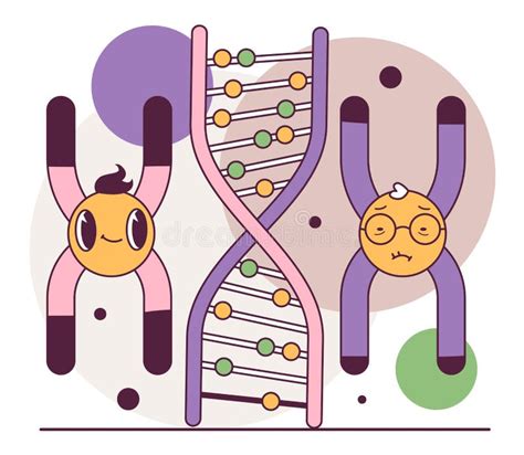 Human Telomeres Shortening Cellular Level Of Aging Stock Vector