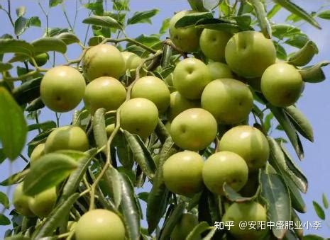 冬枣种植注意事项冬枣用什么肥料好 知乎