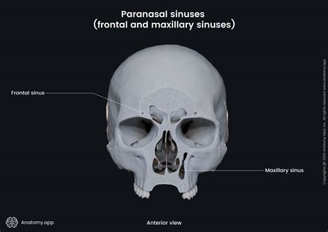 Paranasal Sinuses Frontal And Maxillary Sinuses Anatomy App