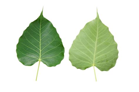 Bodhi Green Leaf Tree PNGs For Free Download