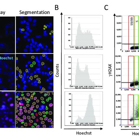Ddr Response And Cell Cycle Analyses A Hct116 Cells Were Incubated