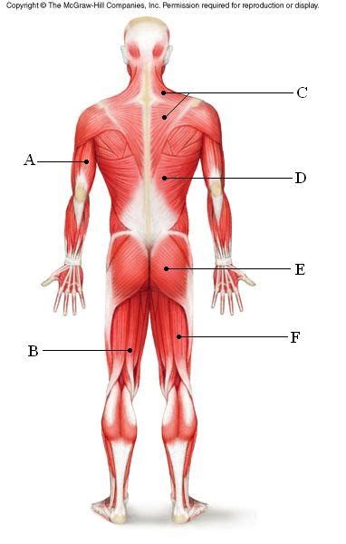 Muscles Final Exam Diagram Quizlet