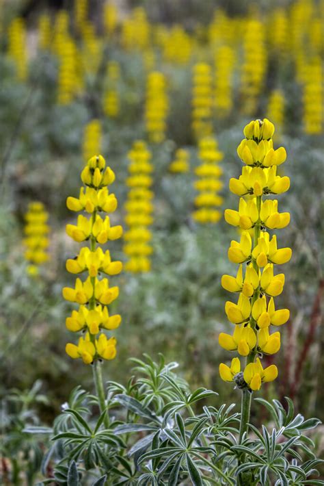How To Grow Lupinus Lupine