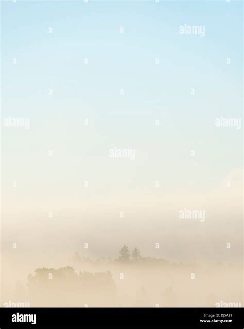 Mist Covered Forest Landscape And Sky With Copy Space Sweden Stock