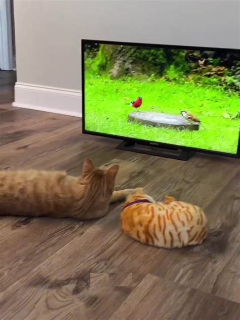 चल थ बलल स परक करन फर ज हआ उस दख शखस भ ह गय हरन TV Bharatvarsh