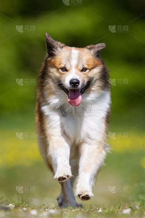 冰岛牧羊犬在户外活动