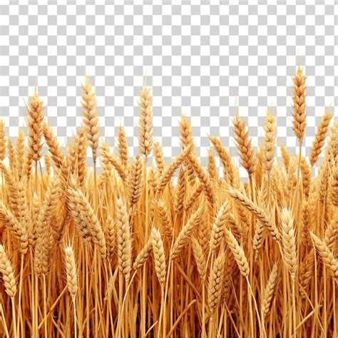 Пшеничное поле изолировано на прозрачном фоне Премиум Ai сгенерированный Psd