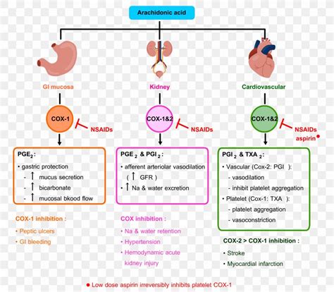 Cyclooxygenase Ptgs1 Cox 2 Inhibitor Prostaglandin Endoperoxide Synthase 2 Nonsteroidal Anti