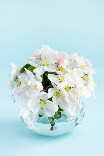 파란색 배경에 유리 꽃병에 흰색 꽃이 있는 사과 나무의 아름다운 장식 물이 든 유리에 꽃이 만발한 가지 봄 정물 봄 또는 엄마의 날의 개념 0명에 대한 스톡 사진 및 기타