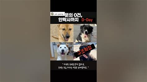 💥안락사 당일💥아이들을 살려주세요 Youtube