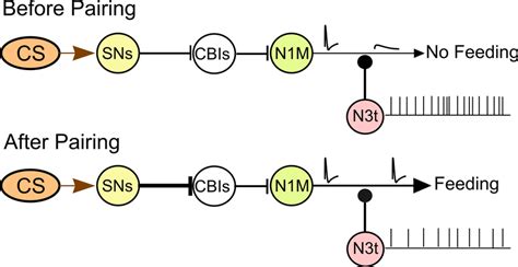 Circuit Model For The Cs Induced Activation Of The Feeding Cpg The Download Scientific Diagram