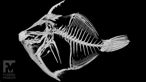 Pygmy Filefish Ct Scan Monacanthidae 3d Model By Floridamuseum 162e22e Sketchfab