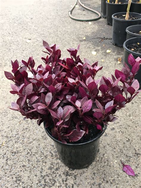 Alternanthera Little Ruby 40 Off