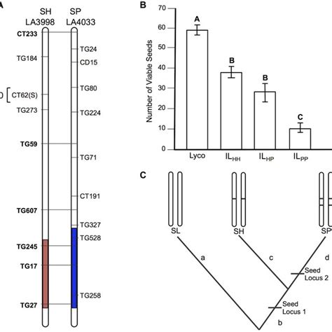 Test Of Allelism At Pollen Sterility Locus Pf72 A Chromosomal