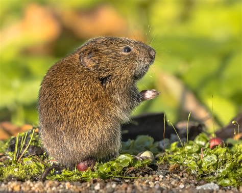 How To Get Rid Of Voles In My Lawn Effective Control And Prevention