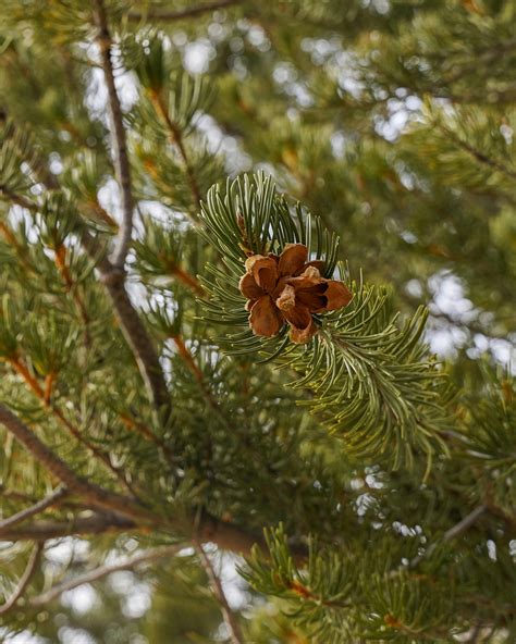 가을 계절 계절의 변화 광야 나무 나뭇가지 나뭇잎 녹색 떨어지다 라바콘 바늘 잎 산림 생태 삼림지대 상록수 생물 다양성 성장 소나무 소나무