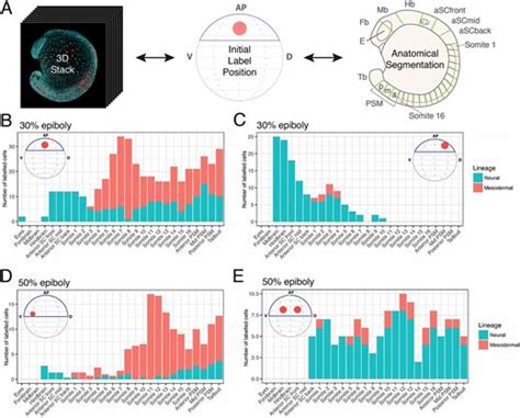 Neuromesodermal Progenitors Are A Conserved Source Of Spinal Cord With Divergent Growth Dynamics