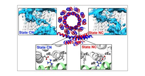 Coulombic Organization In Membrane Embedded Rotary Motor Of Atp Synthase The Journal Of