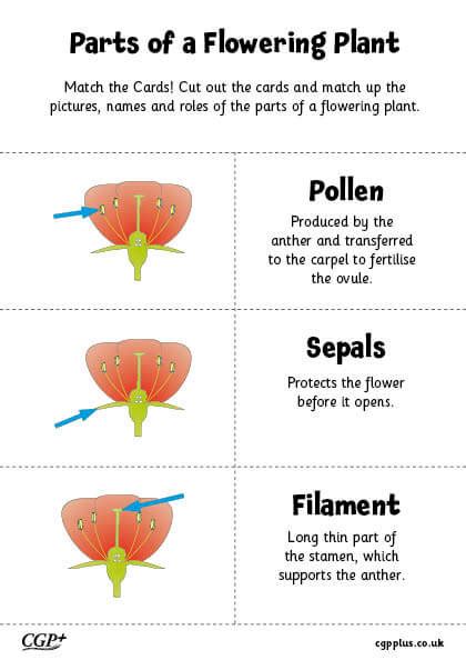 Plant Sexual Reproduction — Plant Parts Match Foundation Year 5