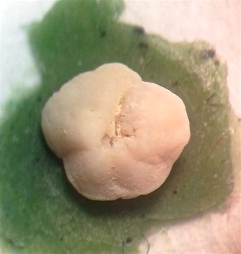 Foraminifera For Id Fossil Id The Fossil Forum Foraminifera For Id Fossil Id The Fossil Forum