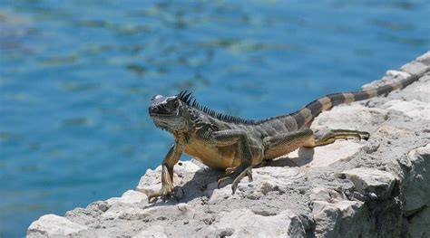 Lot Lizard Truck Stop Prostitutes