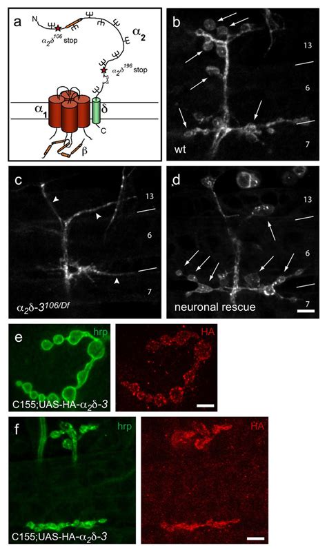 α 2 δ 3 Null Embryos Exhibit A Defect In Bouton Morphogenesis A Download Scientific Diagram