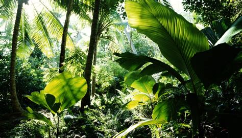 What Is A Producer In An Ecosystem Sciencing