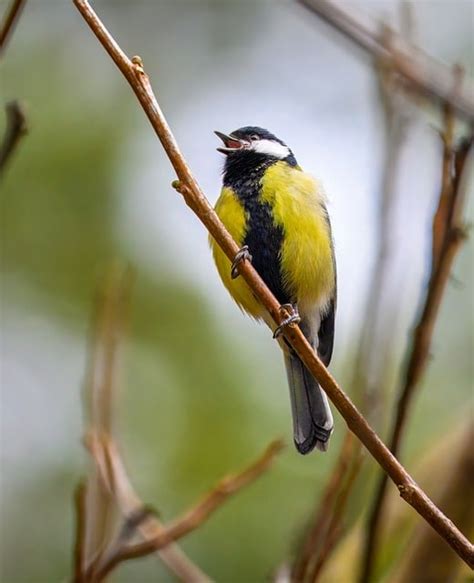 70000 Free Beautiful Natural Tits And Nature Images Pixabay