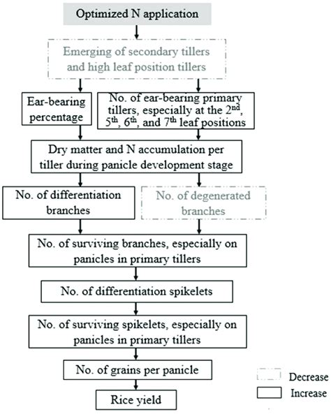 The Way For Optimized Nitrogen Application Increasing Rice Yield Download Scientific Diagram