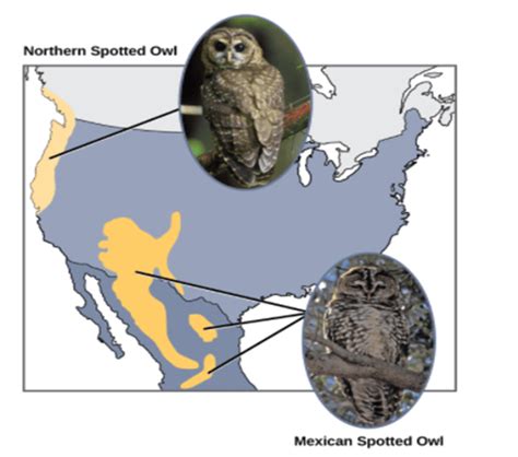 Allopatric Speciation Definition