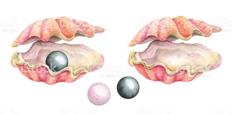 진주조개에 대한 이미지 검색결과 Shell Drawing Sea Shells Watercolor Illustration